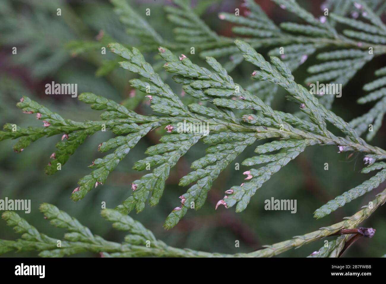 Thuja flowers hi-res stock photography and images - Alamy