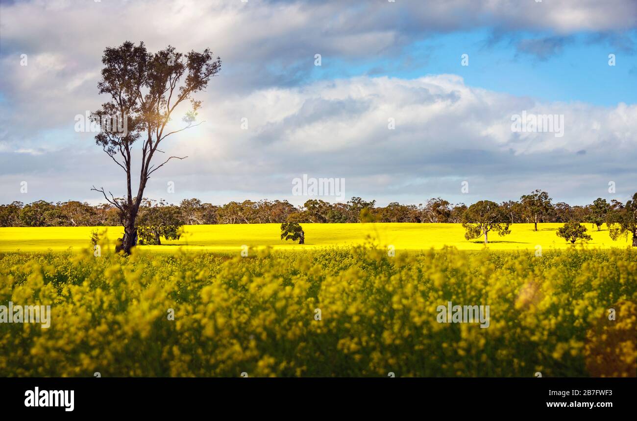 Victorian Canola Farming High Resolution Stock Photography and Images ...