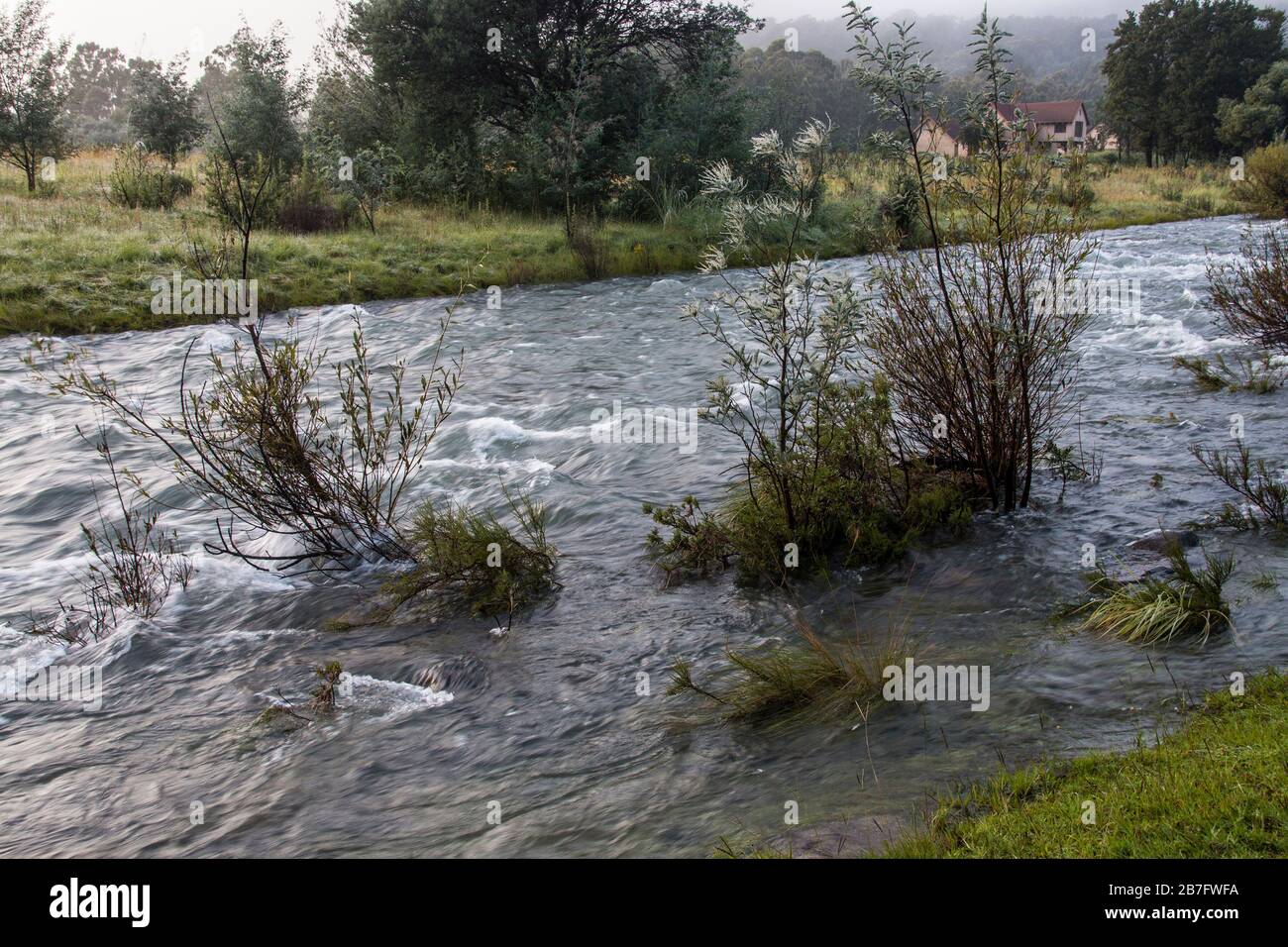 Fast flowing river surrounded by natural vegetation and grass Stock ...