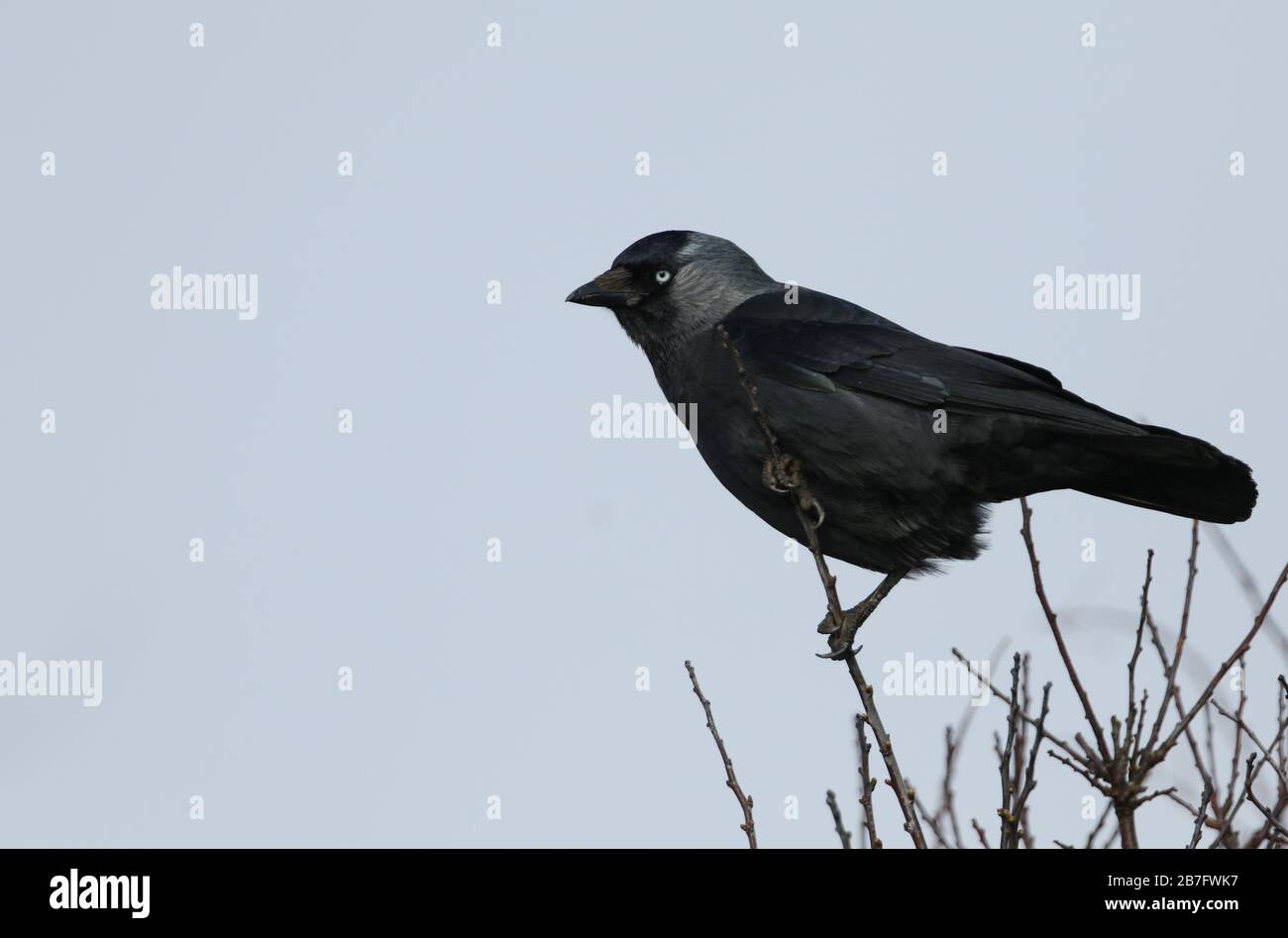 Blue sky with jackdaw on tree hi-res stock photography and images - Alamy