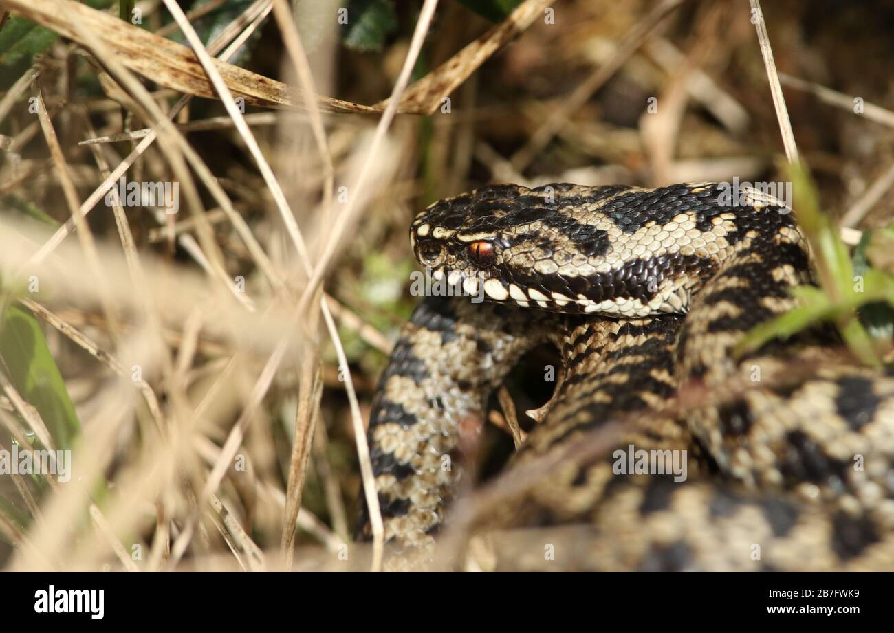 A beautiful Adder, Vipera berus, snake just out of Hibernation basking ...
