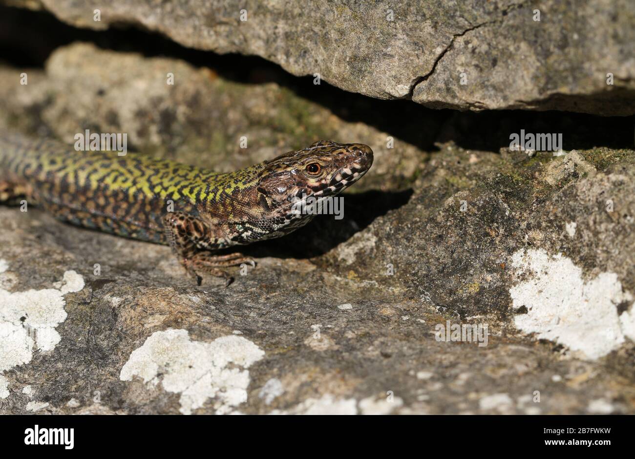 A beautiful male Wall Lizard, Podarcis muralis, basking on a stone wall ...