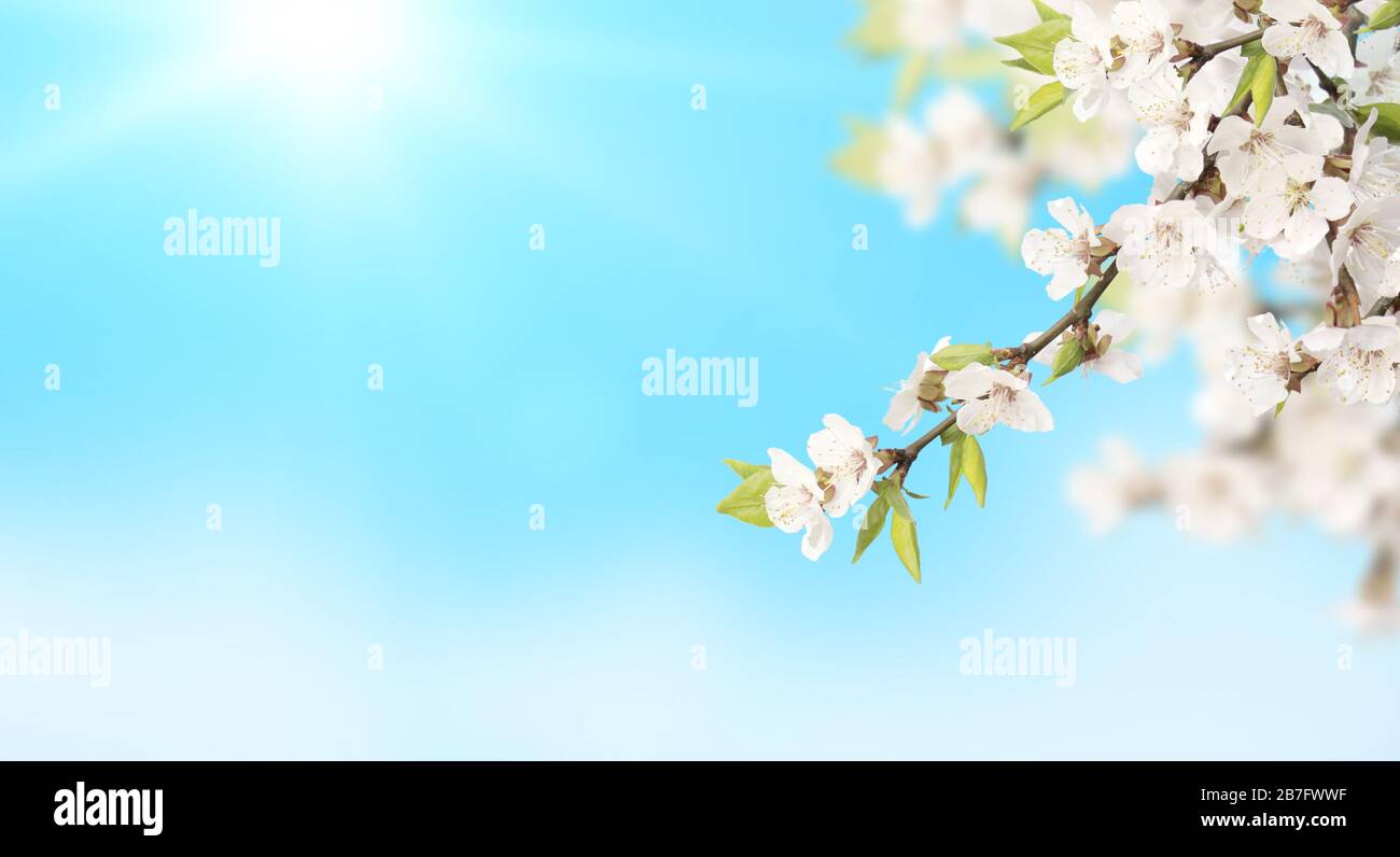 Flower of cherry on blue sky sunny background. Horizontal spring banner ...