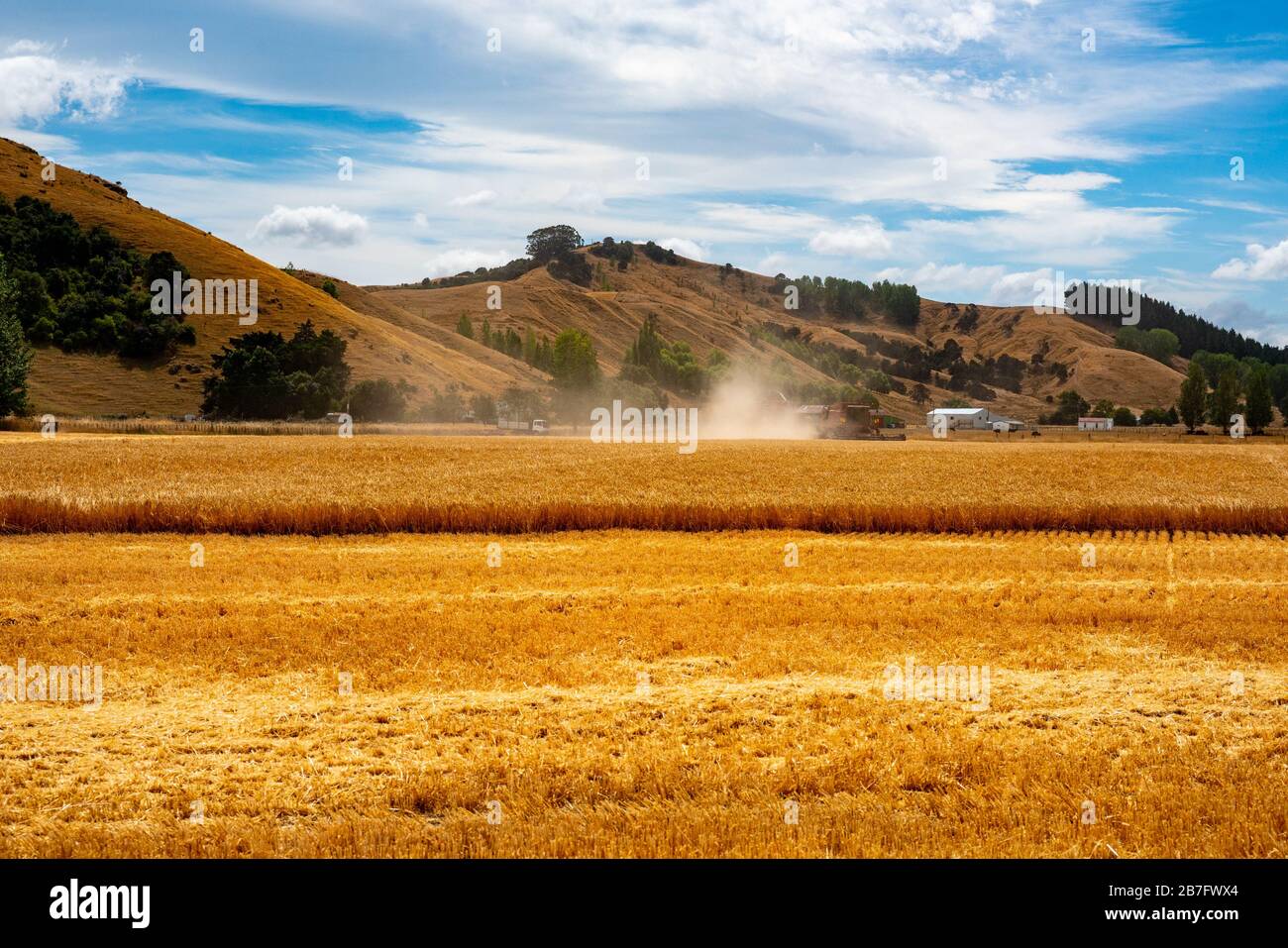 Clouds of dust obscuring the harvesting machines on very dry cropland ...