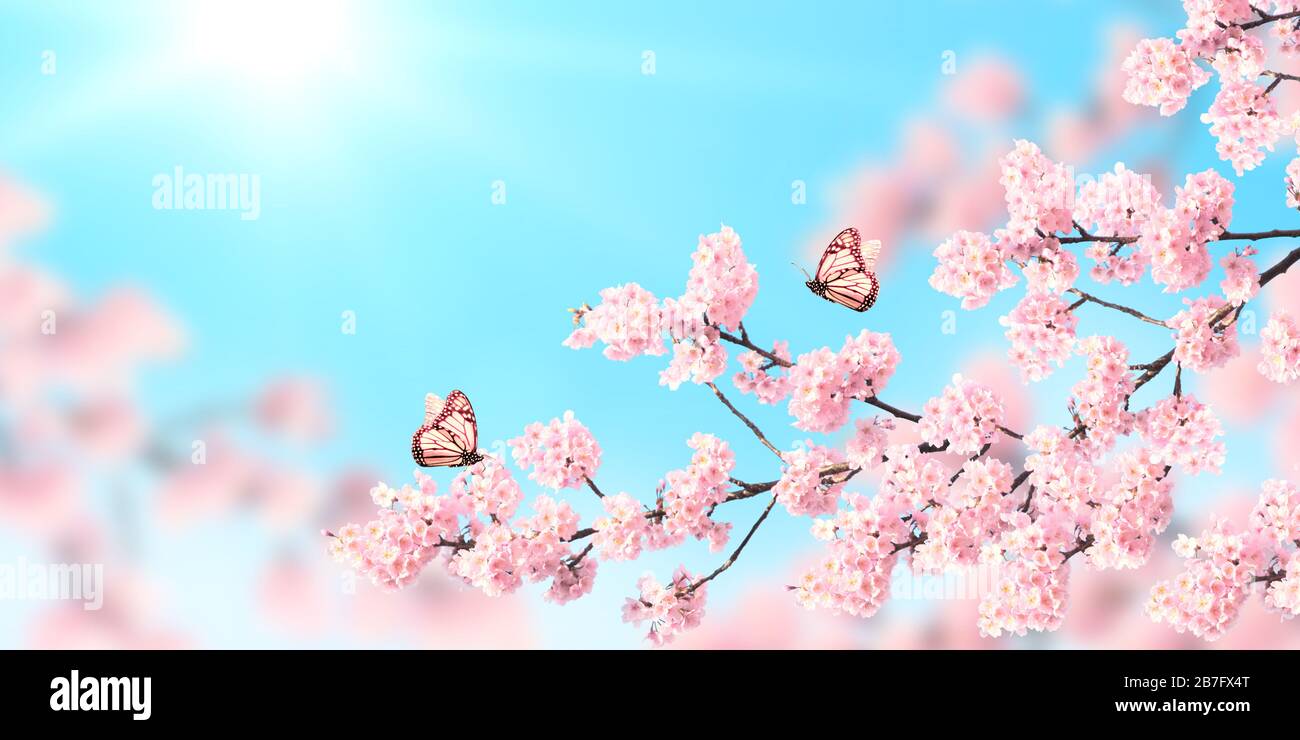 Horizontal banner with sakura flowers of pink color and two butterflies ...