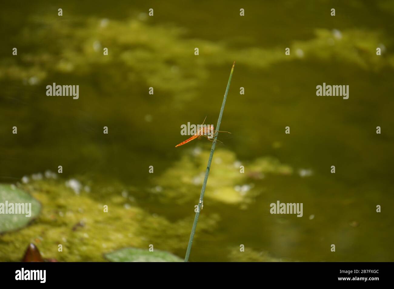 Dragon fly larvae hi-res stock photography and images - Alamy