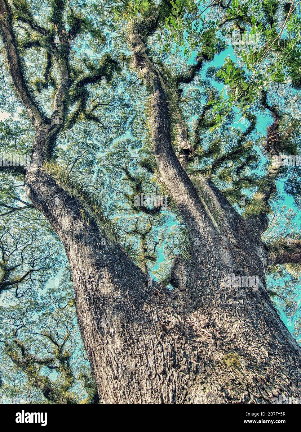 Beautiful tree branch ramifications in Daintree National Park ...