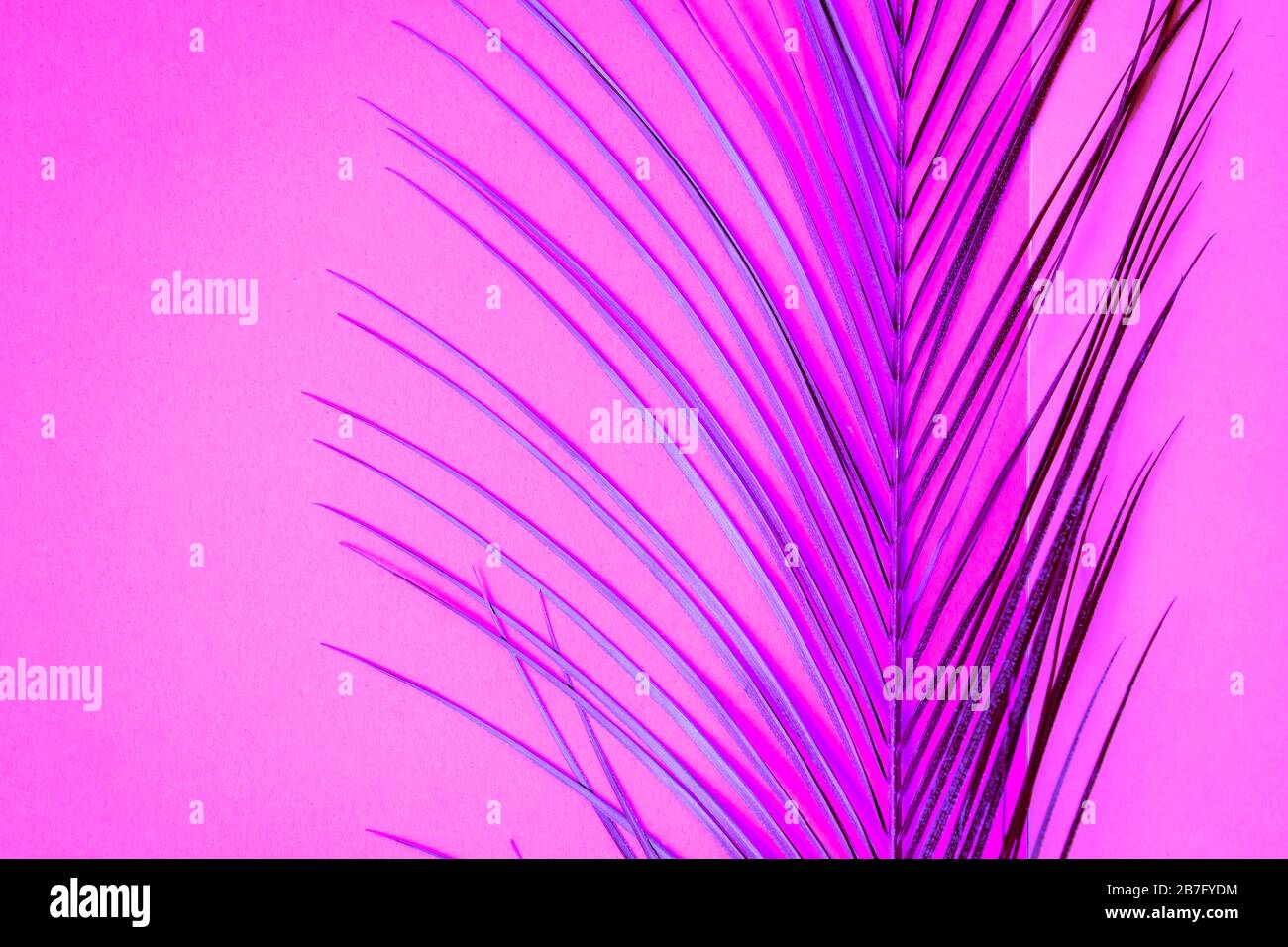Closeup of single painted violet date palm leaf on bright pink ...