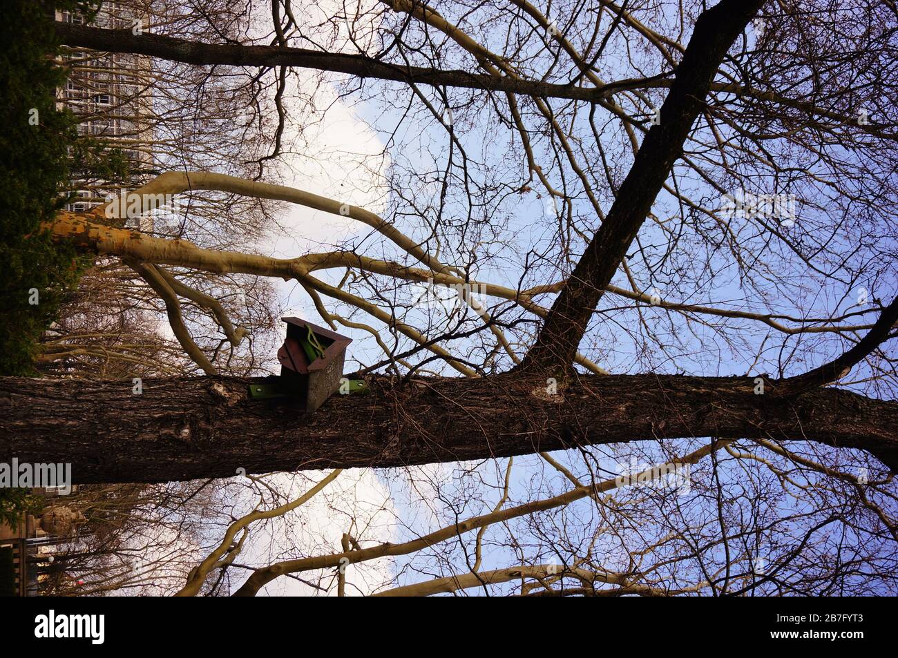 Vertical shot of a tall tree with a bird nest Stock Photo - Alamy