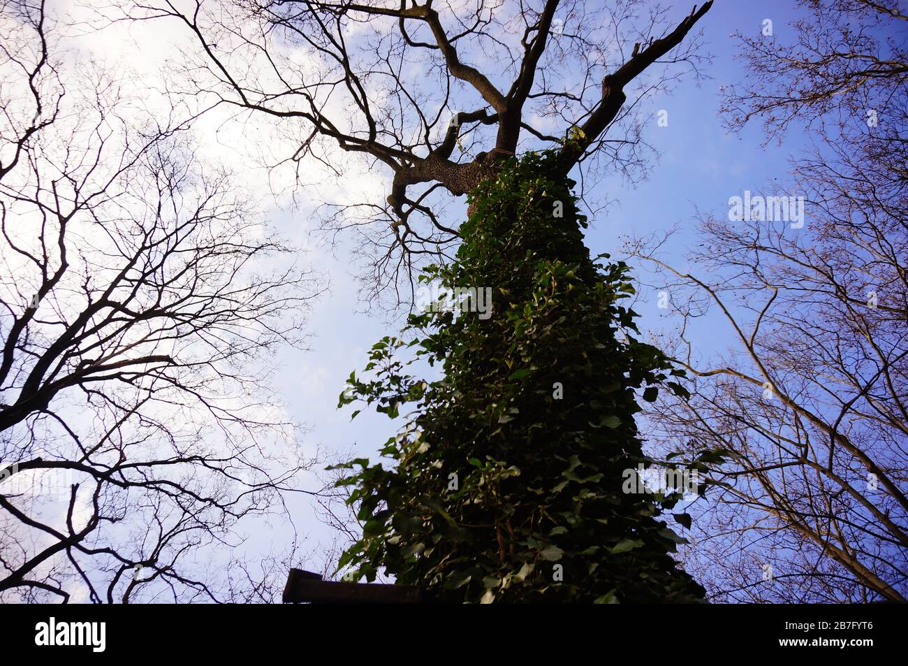 Low angle shot of a tall leafless tree covered with green plants Stock ...