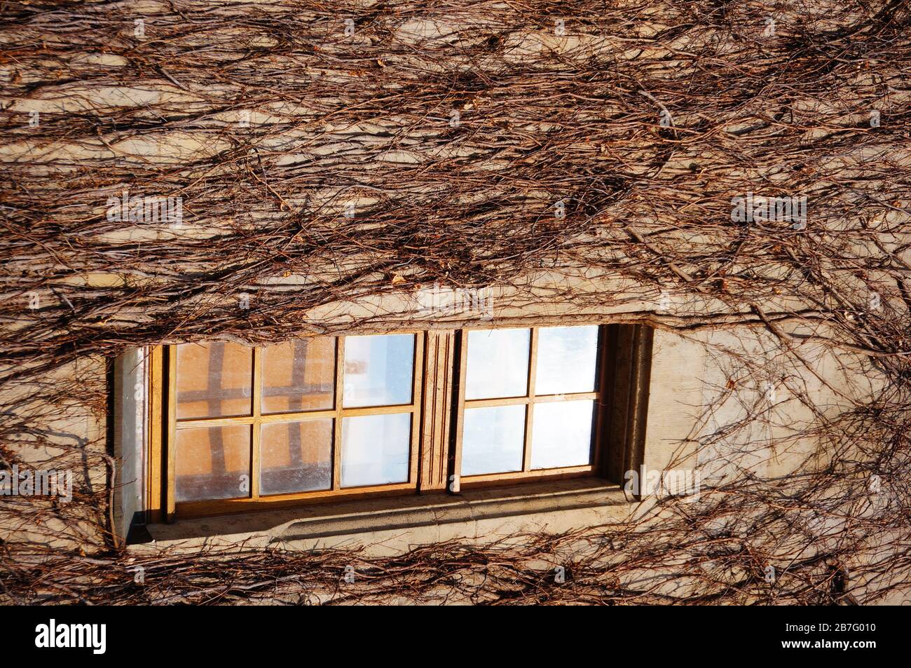 Concrete building with a window covered with dry plants Stock Photo - Alamy