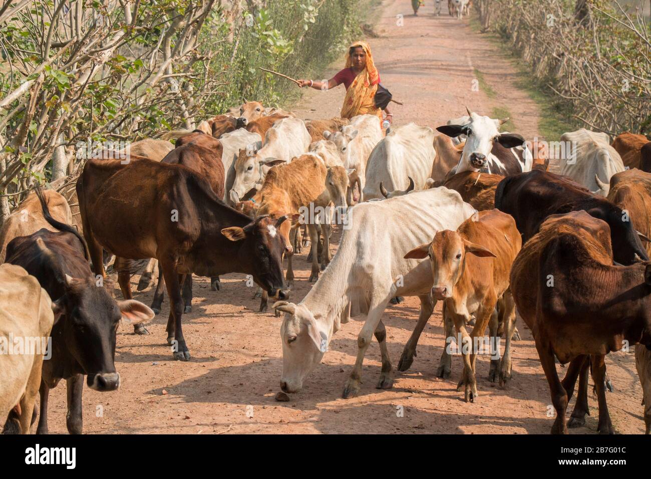 Indian women and cows hi-res stock photography and images - Alamy