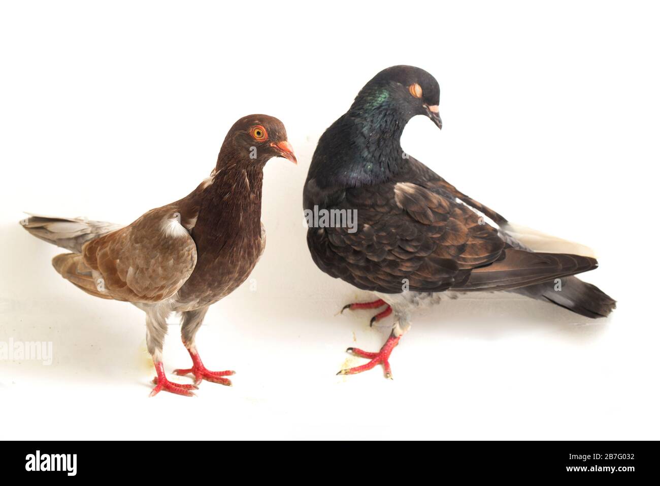 Pigeons green grass Cut Out Stock Images & Pictures - Alamy
