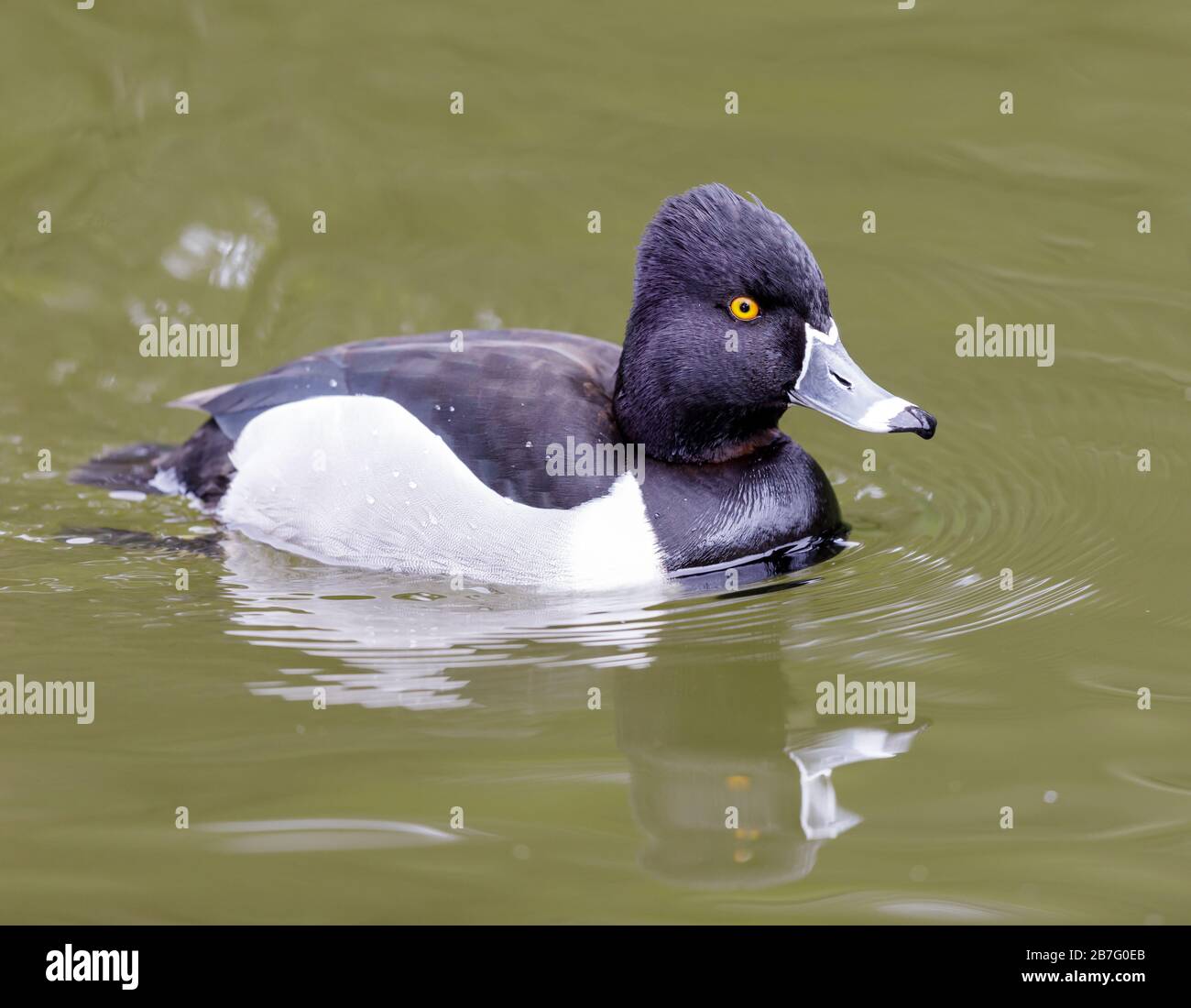 Ring-necked duck, adult male, wading Stock Photo - Alamy