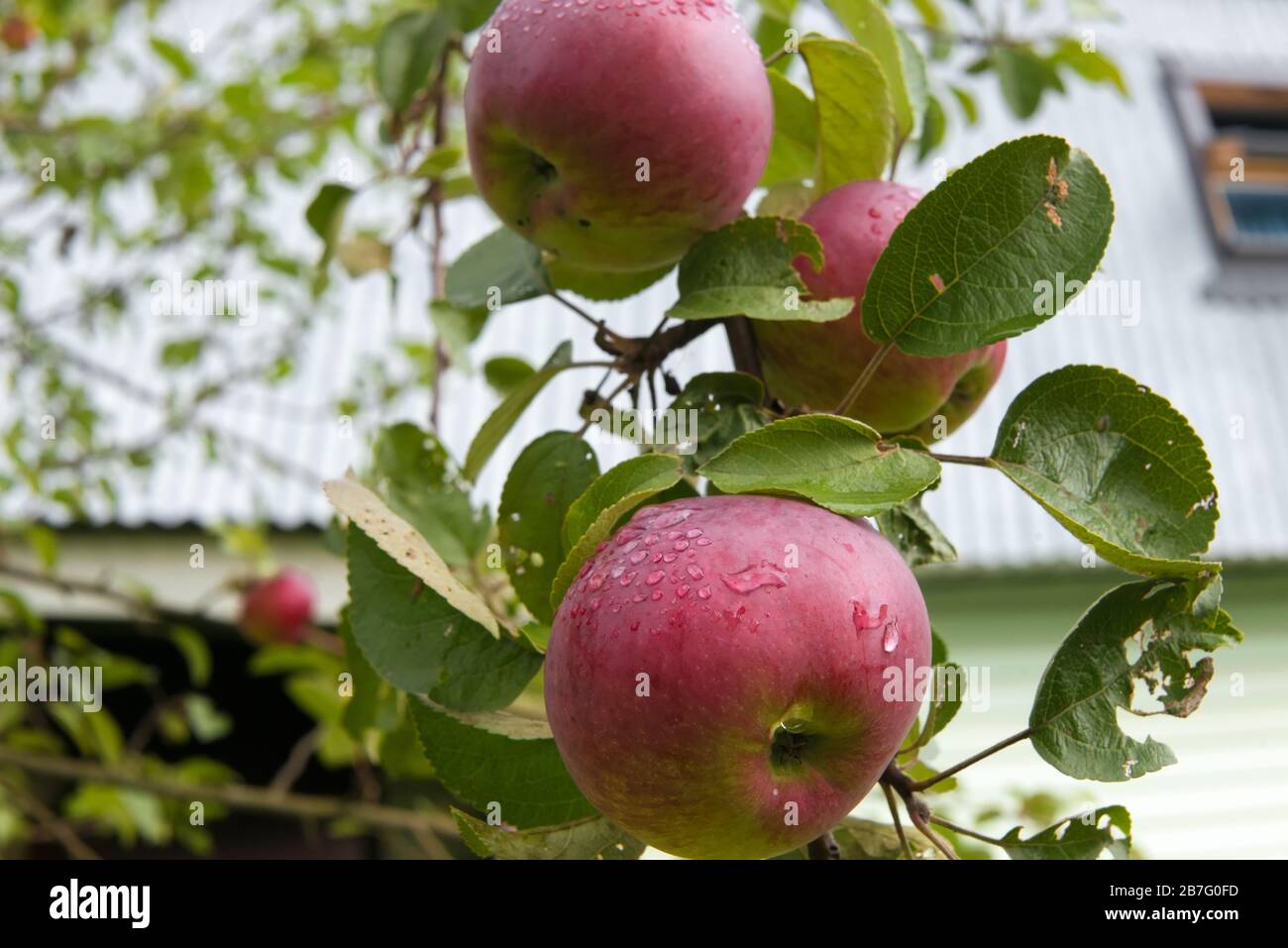 Apples on a branch of an apple tree with drops of water after rain ...