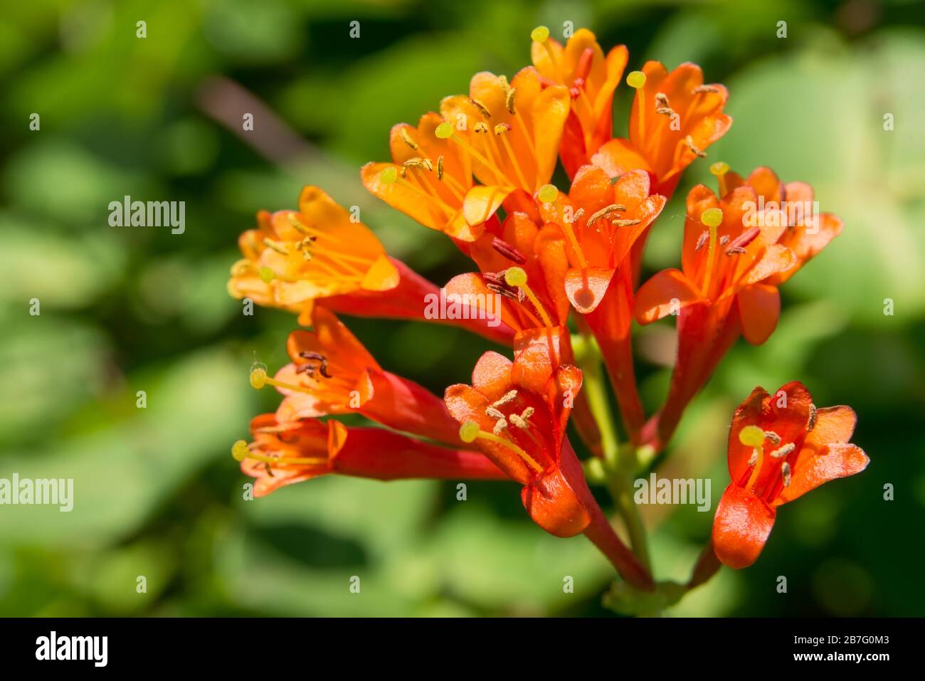 Tubular Bell Shaped Flowers High Resolution Stock Photography and ...