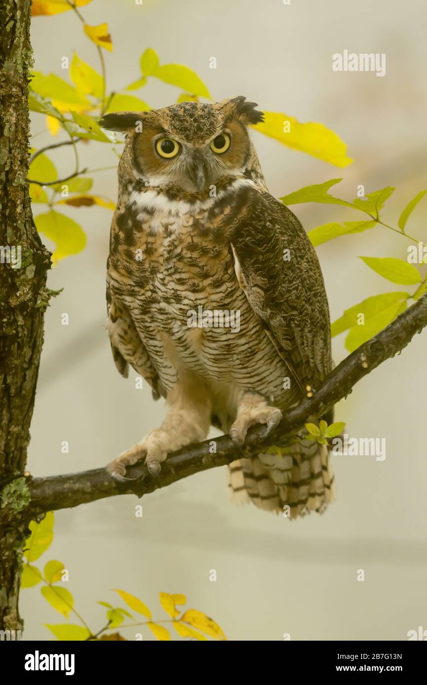 Vertical closeup of a Great horned owl standing on a tree branch under ...