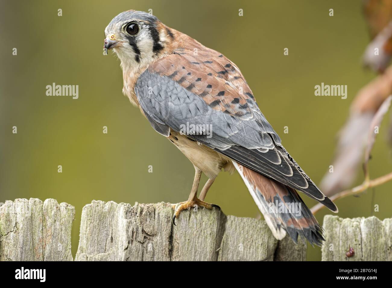 Closeup of a Common kestrel standing on wood under the sunlight with a ...