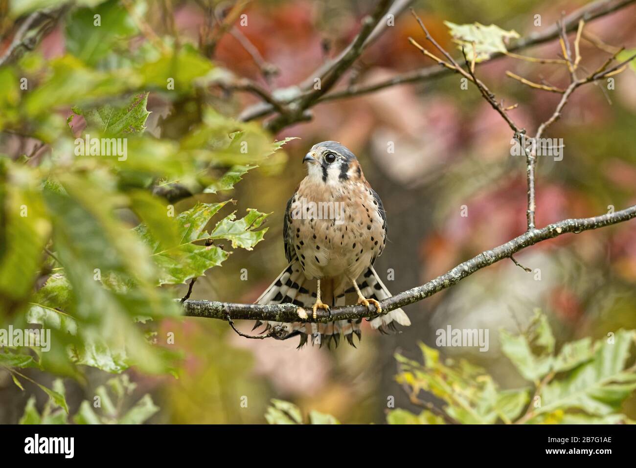 Common kestrel standing on a tree branch under the sunlight with a ...
