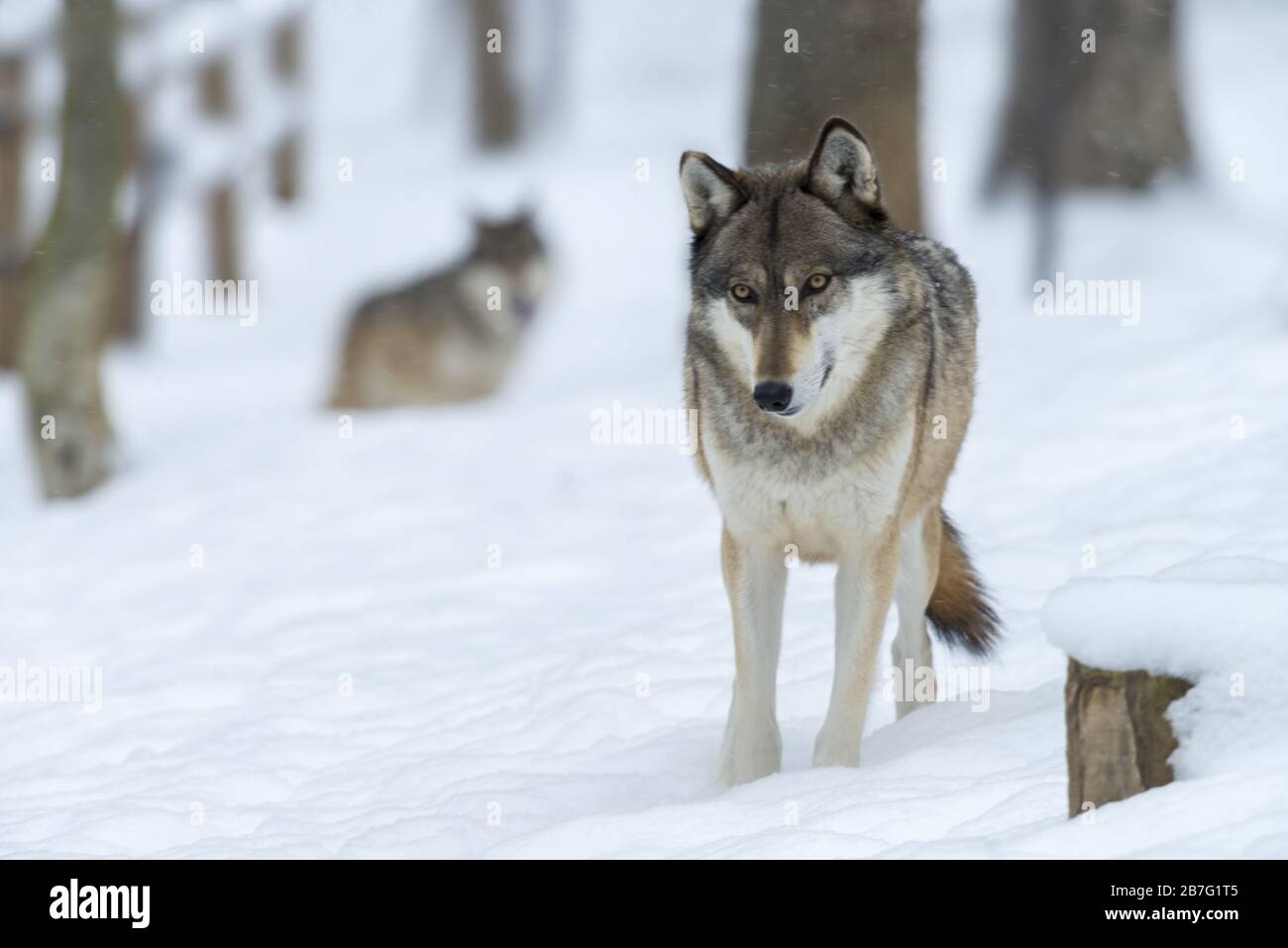 Wolf in a forest covered in the snow under the sunlight with a blurry ...