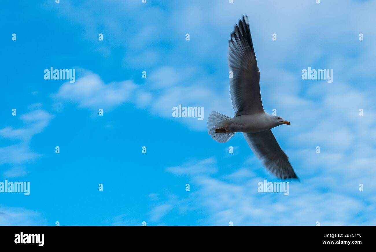 Bird fly by Stock Photo - Alamy