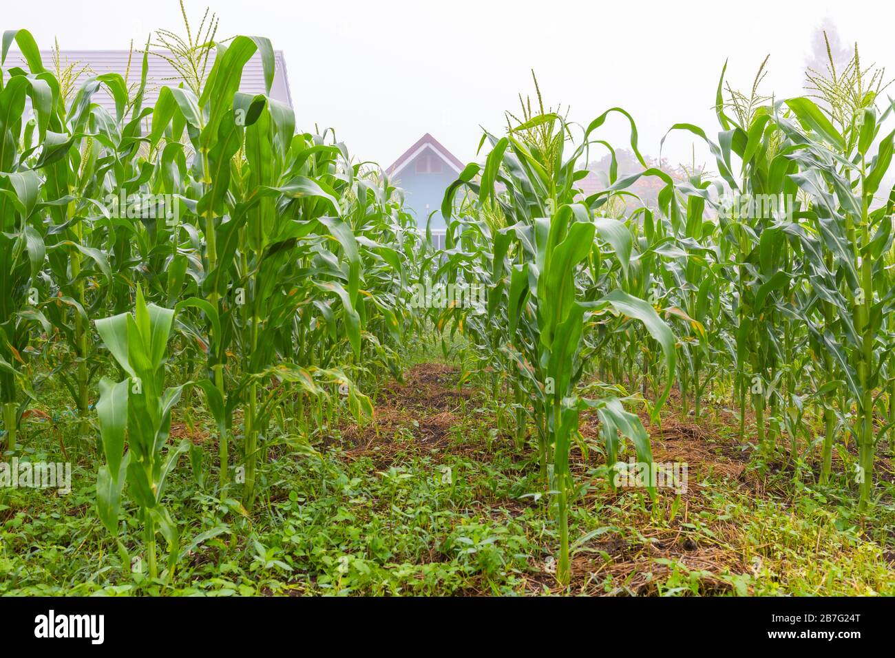 Green corn field in morning time with morning fog Stock Photo - Alamy