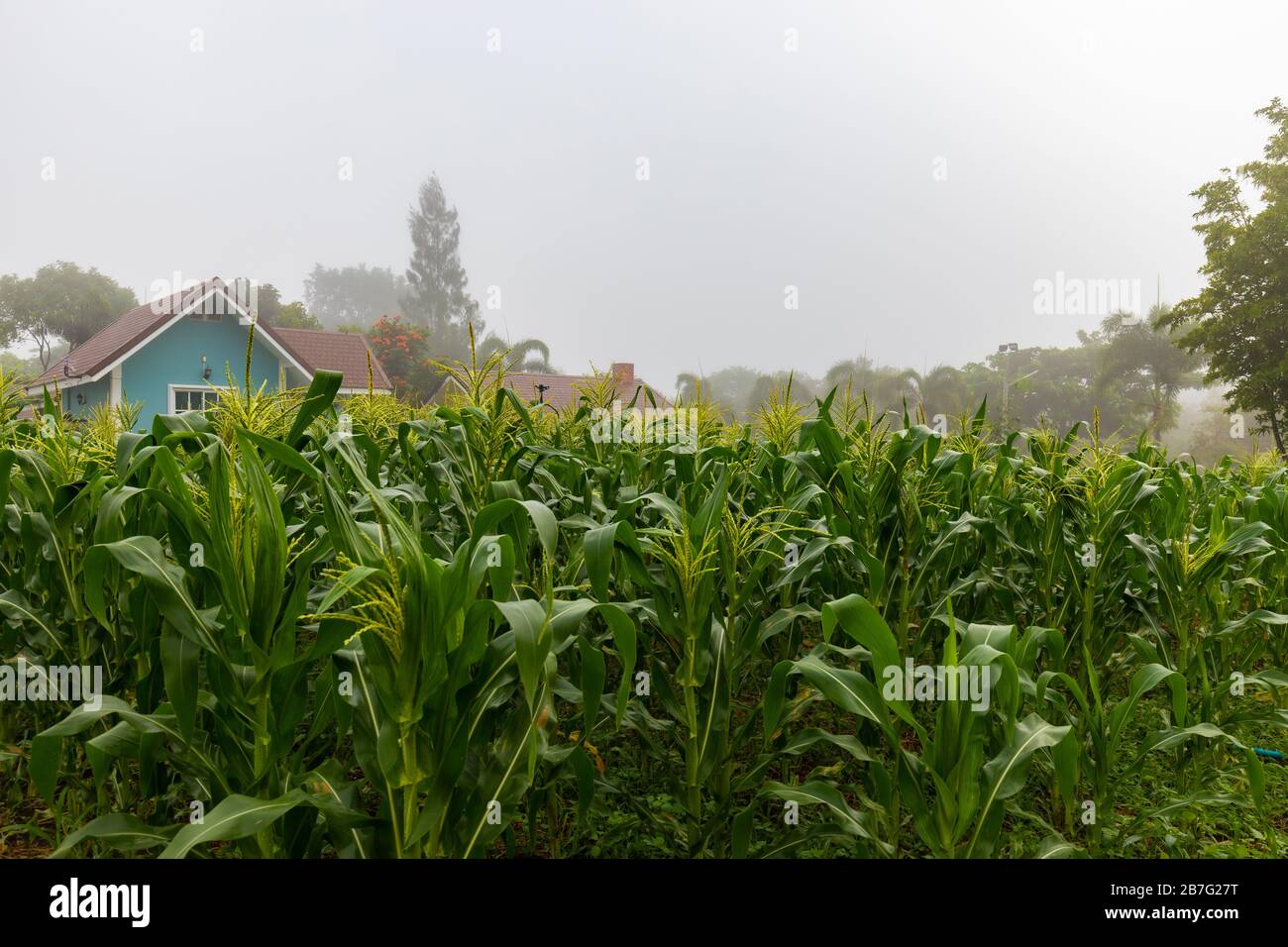 Green corn field in morning time with morning fog Stock Photo - Alamy
