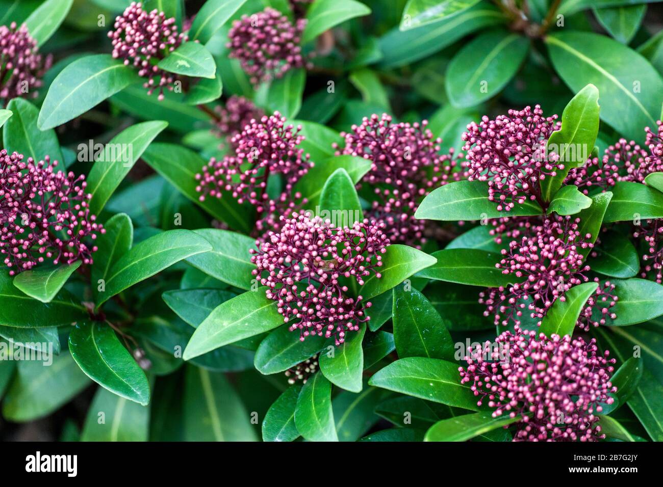 Skimmia japonica rubella shrub hi-res stock photography and images - Alamy