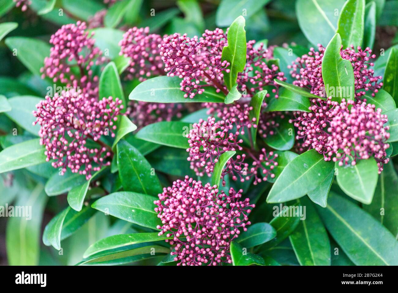 Skimmia japonica "Rubella" Skimmia Rubella budding flowers Stock Photo ...