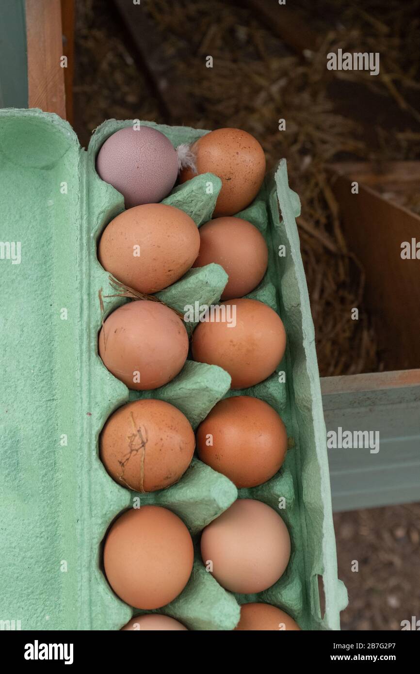 Bird Egg Collection High Resolution Stock Photography and Images - Alamy