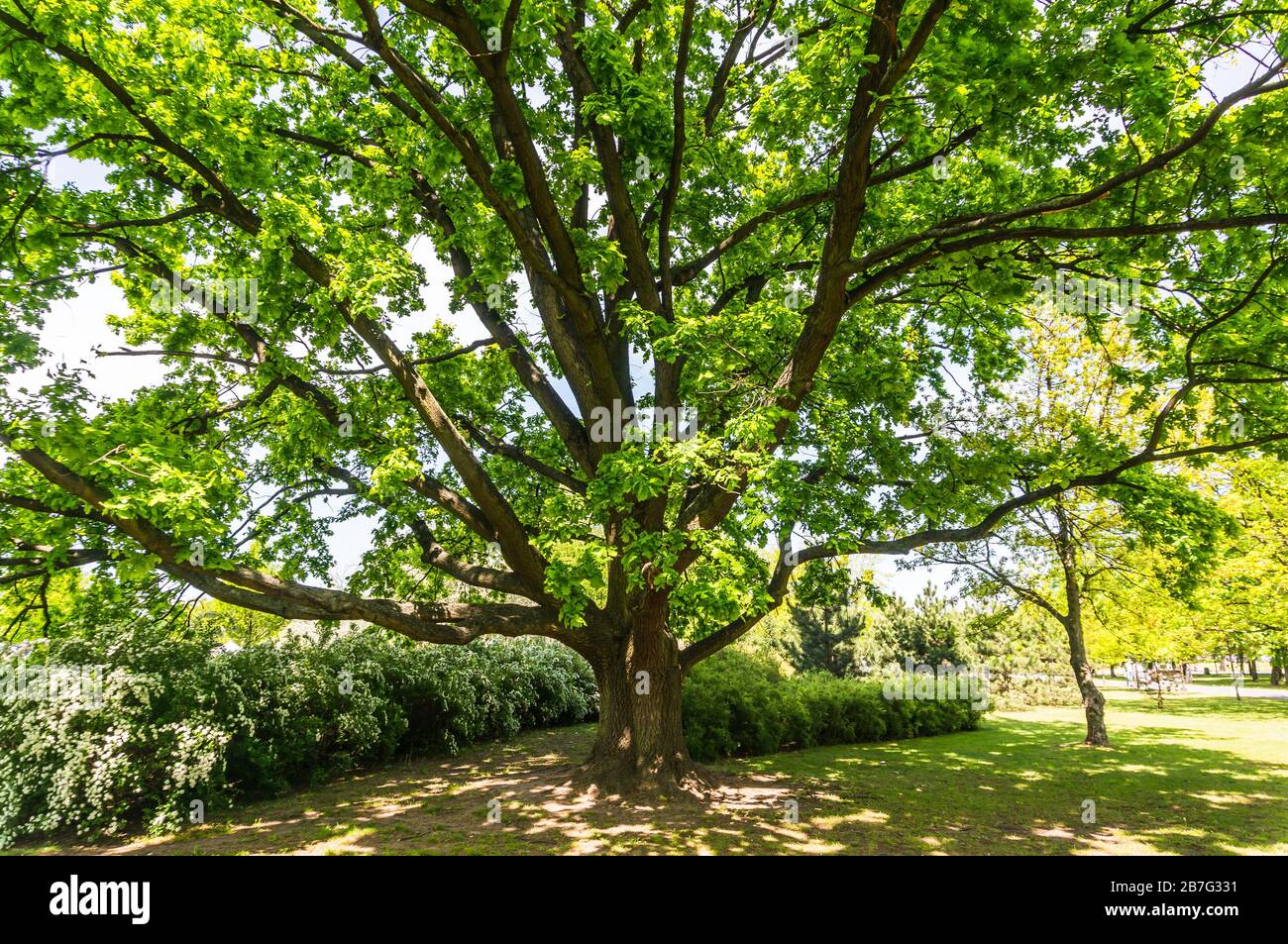 Beautiful scenery of a thick green-leafed tree in a park during daytime ...