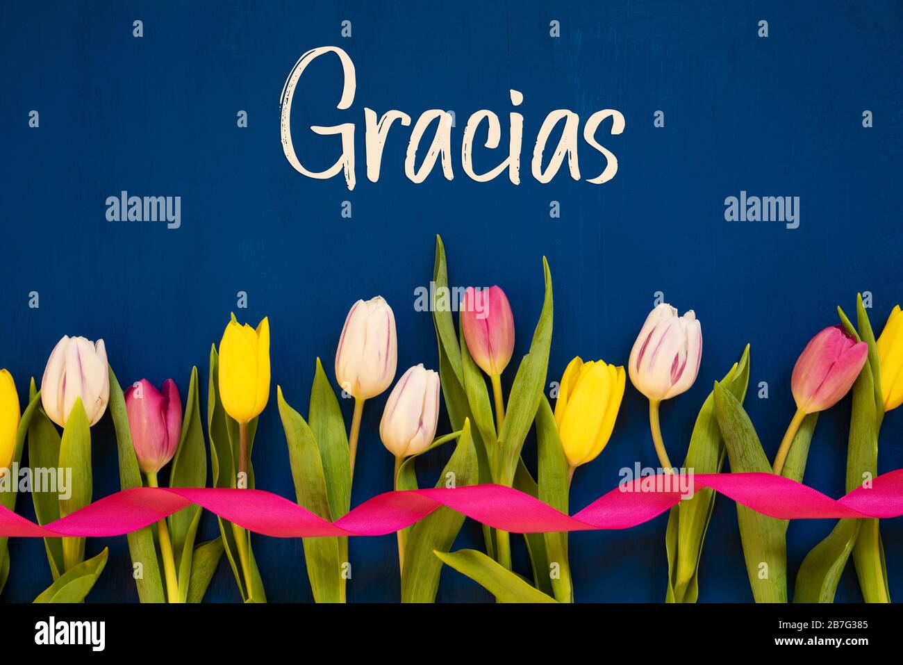 Colorful Tulip, Gracias Means Thank You, Ribbon, Blue Background Stock ...