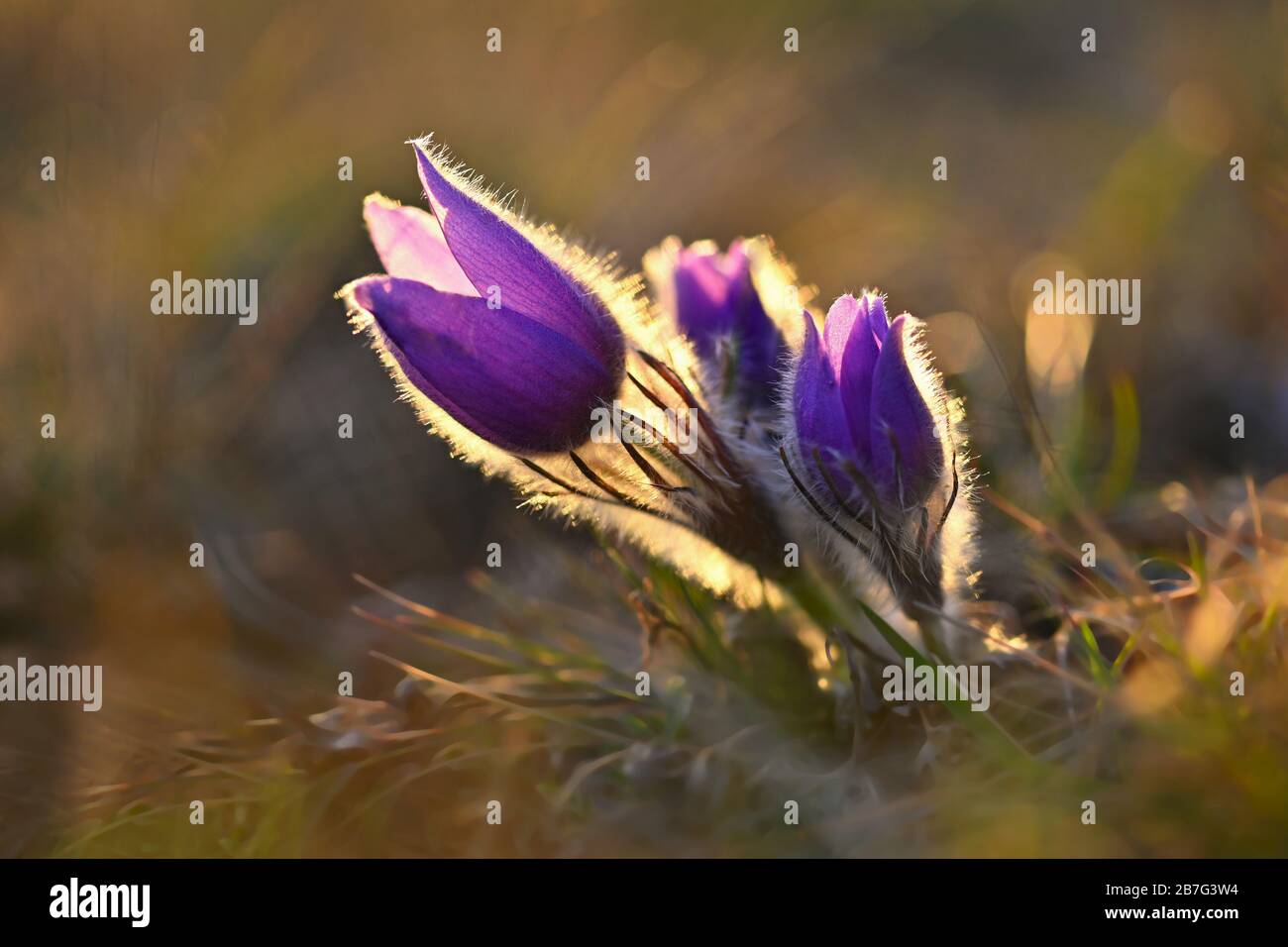 Spring background with flowers in meadow. Pasque Flower (Pulsatilla ...