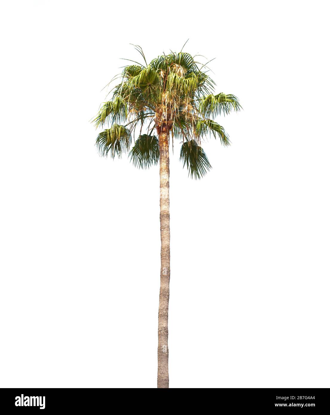 White palm tree hi-res stock photography and images - Alamy