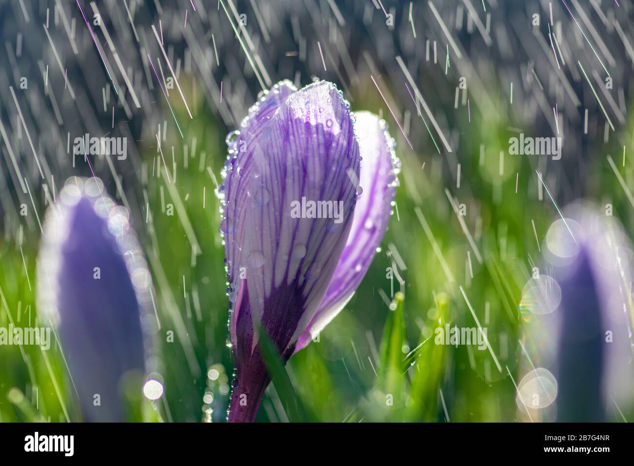 Spring rain hi-res stock photography and images - Alamy