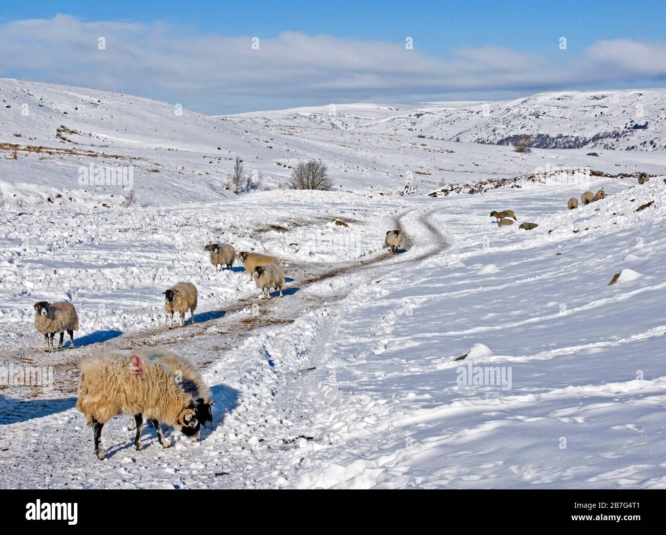 Sheep in yorkshire hi-res stock photography and images - Alamy