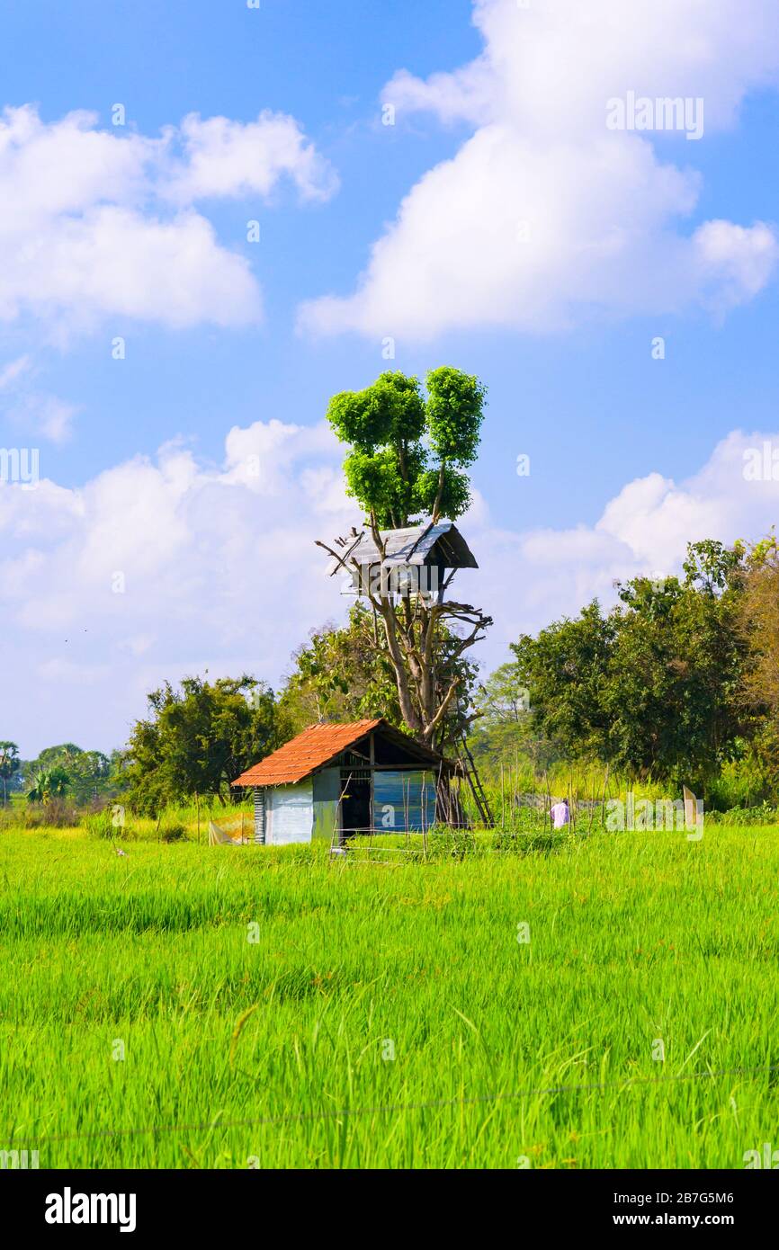 Sri Lanka Ceylon Cultural Triangle Anuradhapura farm farmers lookout ...