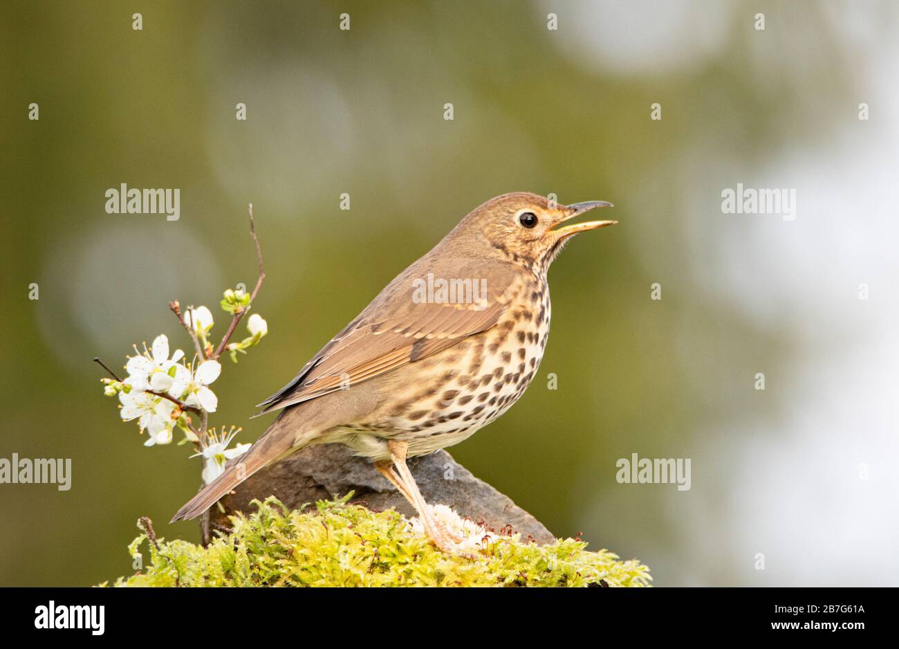Juvenile song thrush hi-res stock photography and images - Alamy