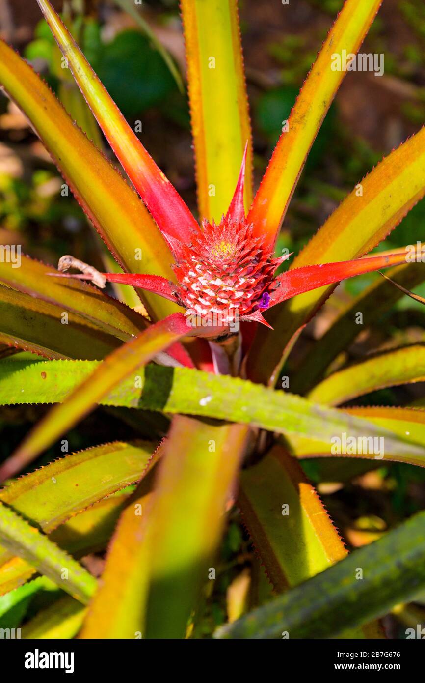 South Asia Sri Lanka Ceylon Ranweli Spice Garden Kawudupella Matale new ...