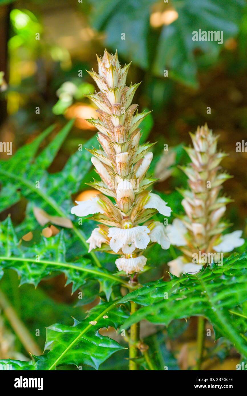 Acanthaceae hi-res stock photography and images - Alamy