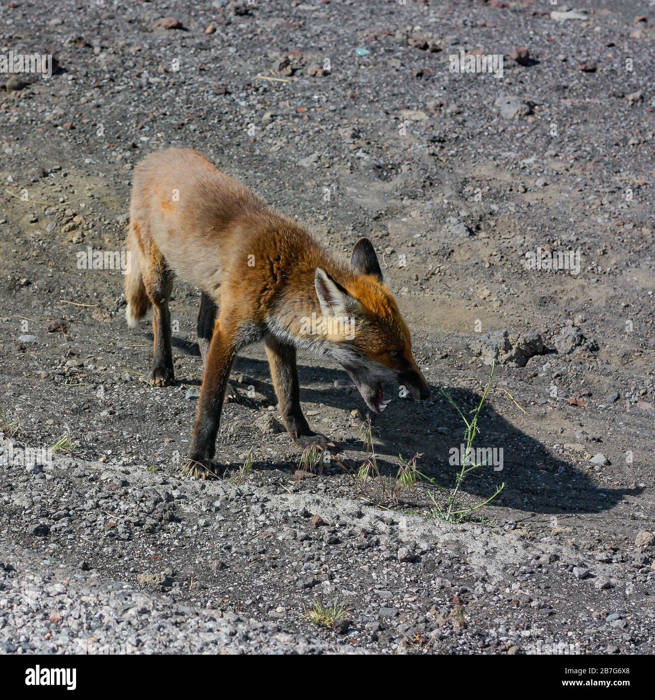 Wild red fox looks for food at the foot of Mount Etna. Grey land, red ...
