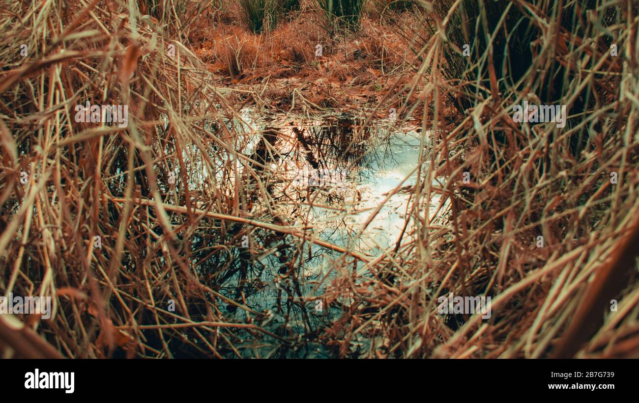 A Puddle Through Dead Blades of Grass Stock Photo - Alamy