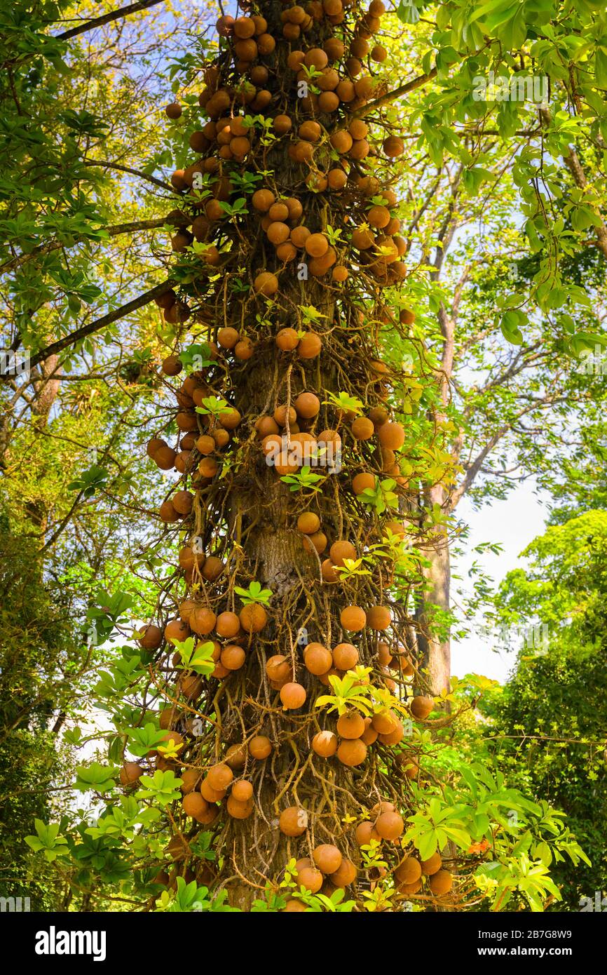 Cannonball tree fruit hi-res stock photography and images - Alamy