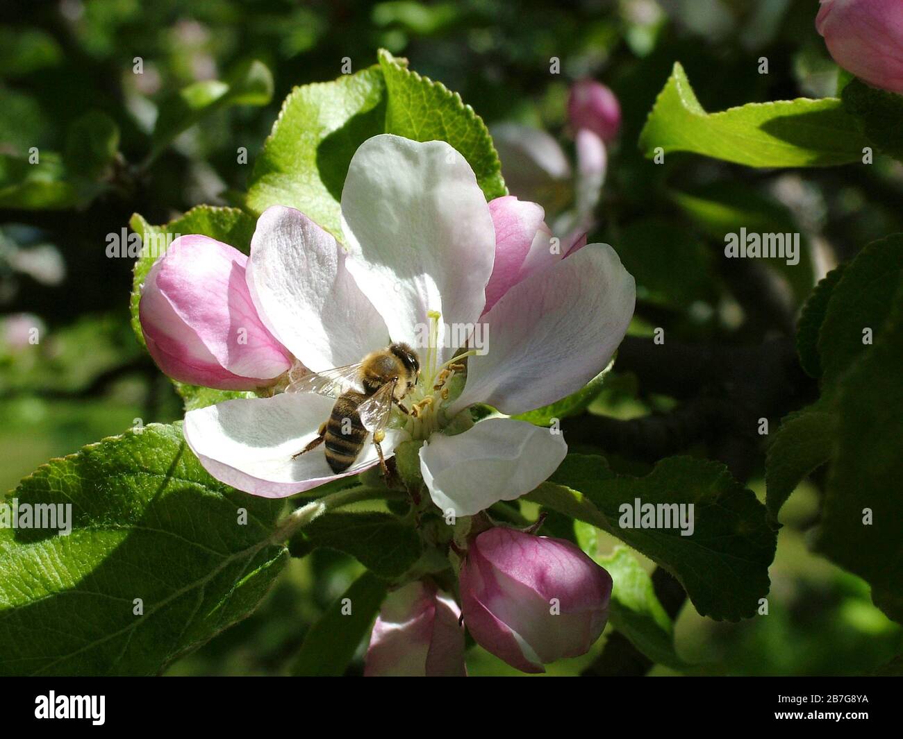 Bee apple blossom pink hi-res stock photography and images - Alamy