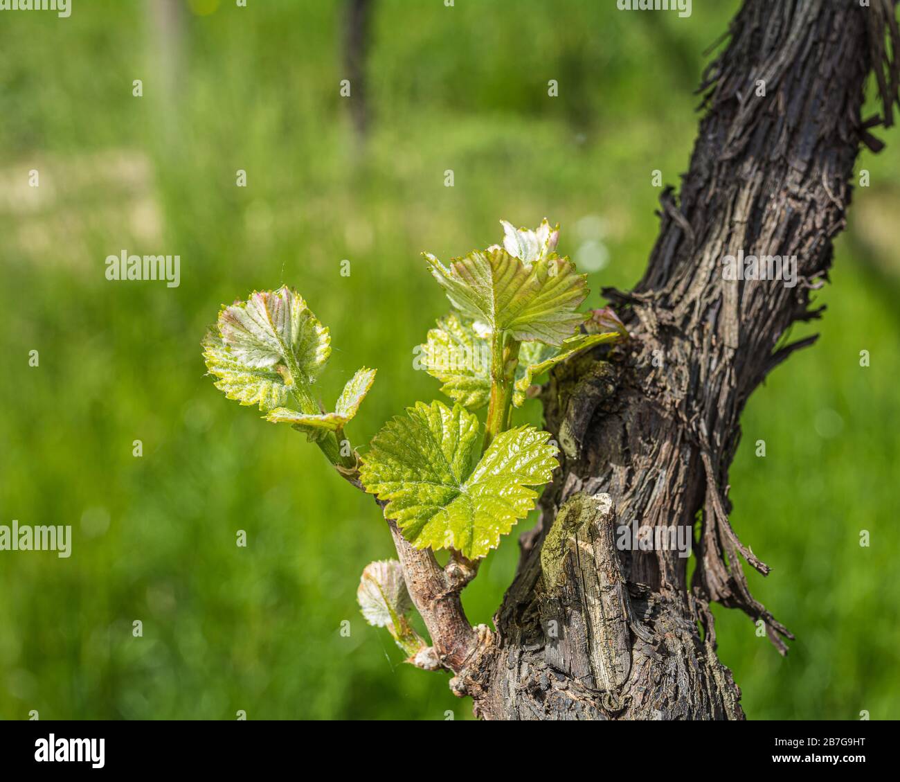 Cluster inflorescences hi-res stock photography and images - Alamy