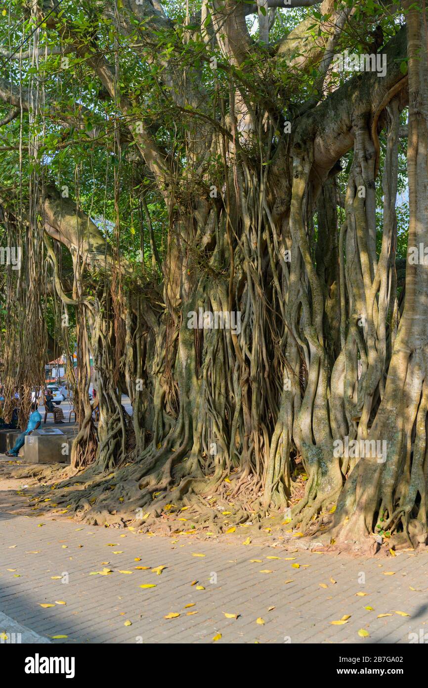 South Asia Sri Lanka Fort Galle colonial town centre ancient old banyan ...