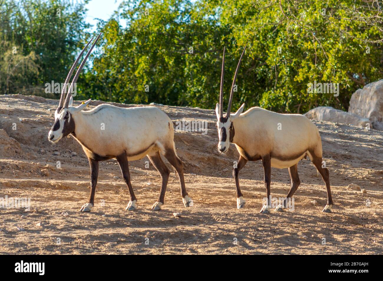 Kalahari Oryx Game Reserve High Resolution Stock Photography and Images ...