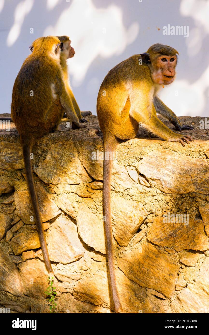 South Asia Sri Lanka Dambulla Cave Temples Ceylon from 1st century 5 ...
