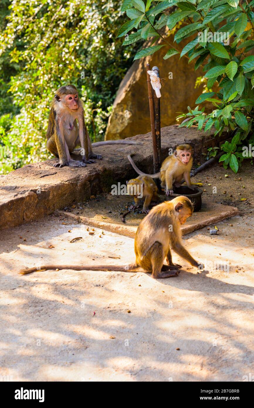 South Asia Sri Lanka Dambulla Cave Temples Ceylon from 1st century 5 ...