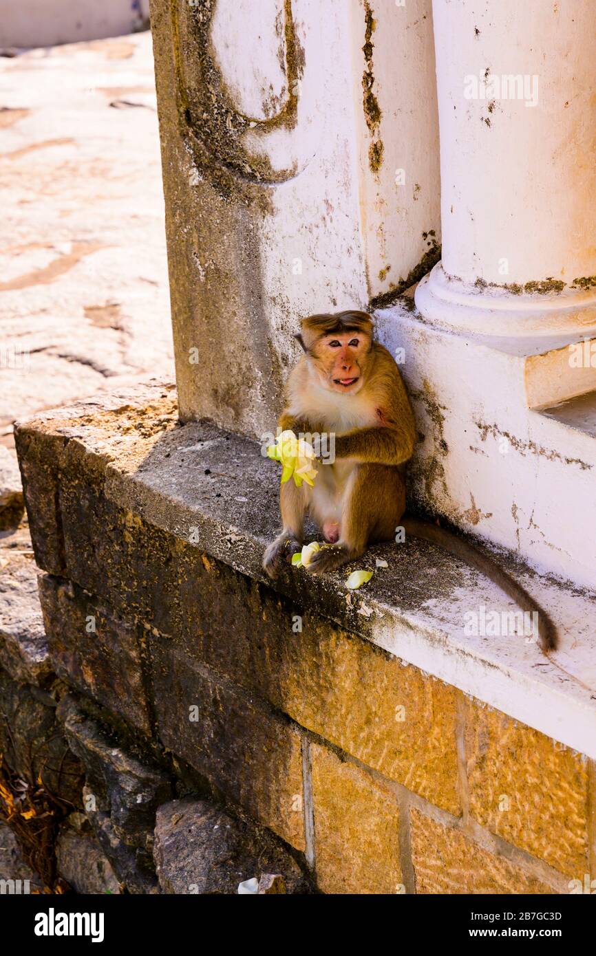 South Asia Sri Lanka Dambulla Cave Temples Ceylon from 1st century 5 ...